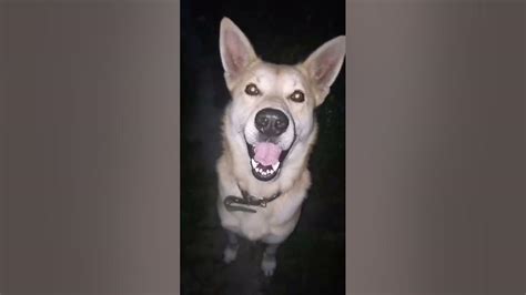 докс жди сват агу агу Youtube