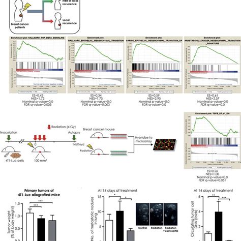 Breast Cancer Recurrence And Metastasis After Radiotherapy Is Related Download Scientific
