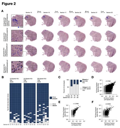 Spatial Vdj Reproducibly Delineates B And T Cell Clones Across Tissue Download Scientific
