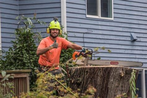 Are Leaning Trees In Seattle Dangerous Seattle Tree Care