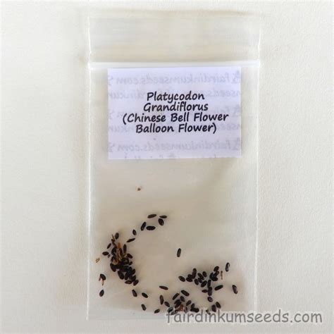 Platycodon Grandiflorus Bell Balloon Flower Seeds Fair Dinkum Seeds