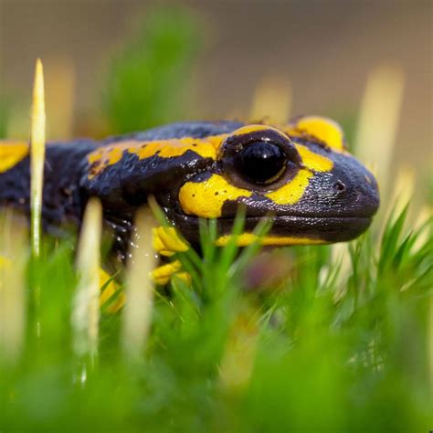 Fire Salamanders Europes Toxic Amphibian