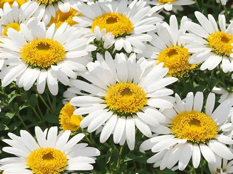 A Beautiful Vibrant Image Of A Garden With A Number Of White Daisies