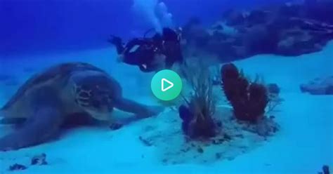 This May Be The Largest Turtle Ever Recorded On Camera Album On Imgur