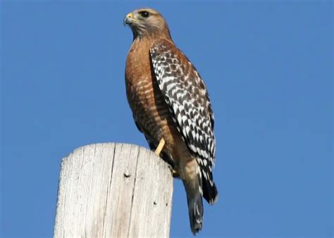 11 Types Of Hawks In Oregon With Pictures And Identification