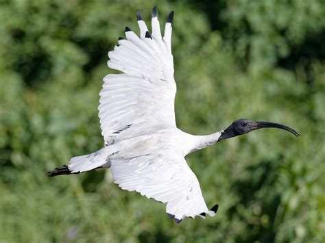 Fact File Australian White Ibis Threskiornis Molucca Australian