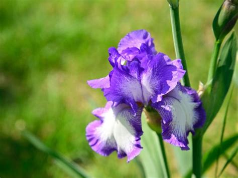 معلومات عن زهرة السوسن