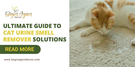 Ultimate Guide To Cat Urine Smell Remover Solutions