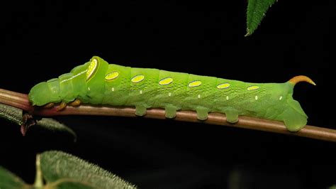 Sphingidae Larvae