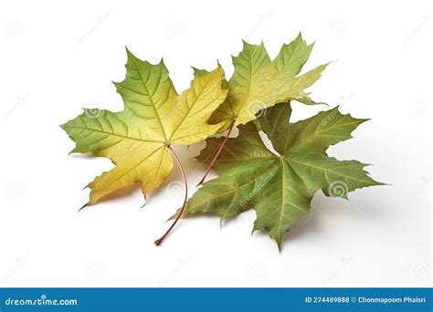 Green Mable Leaves High Resolution Isolate On White Background Stock Illustration