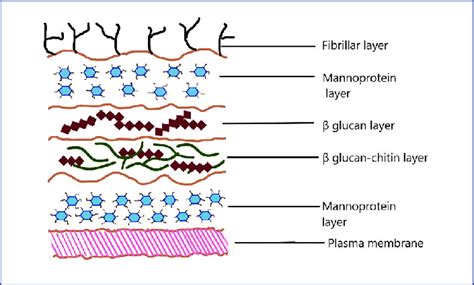 Composition Of Yeast Cell Wall Download Scientific Diagram