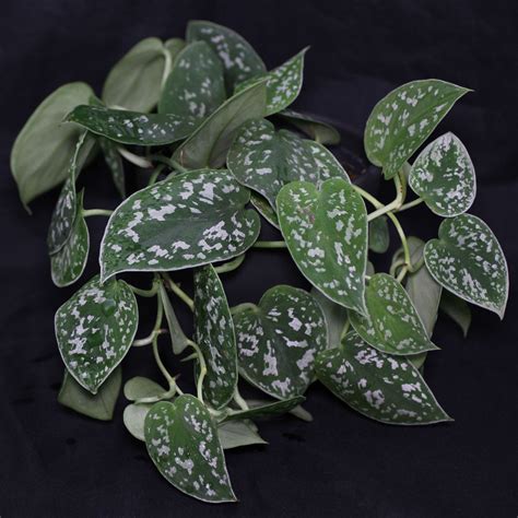 Scindapsus Pictus