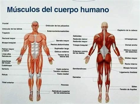 Músculos Del Cuerpo Humano Imagenes Png Gratis