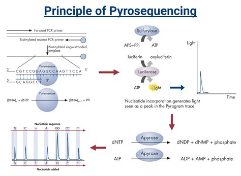 Pyrosequencing Pyrosequencing Springerlink