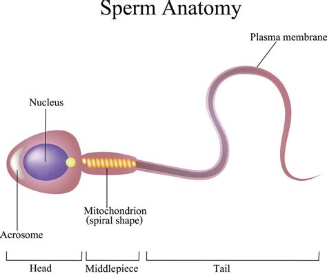 Diagram Of Sperm Cell Quizlet