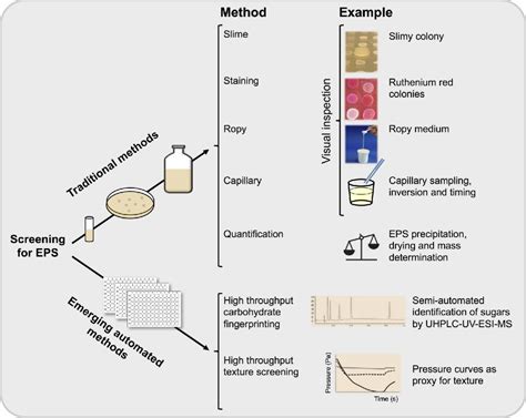 Polysaccharide Fermentation Services Boc Sciences