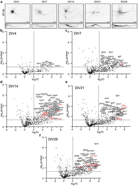 Nf186 Proximity Proteomes Across Neuronal Development A Download Scientific Diagram