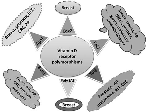 Vitamin D Receptor Polymorphism