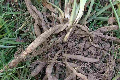 Chlorophytum Comosum