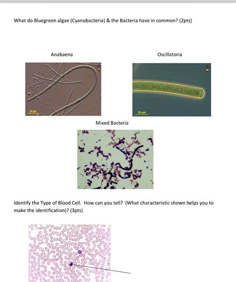 Solved What Do Bluegreen Algae Cyanobacteria And The