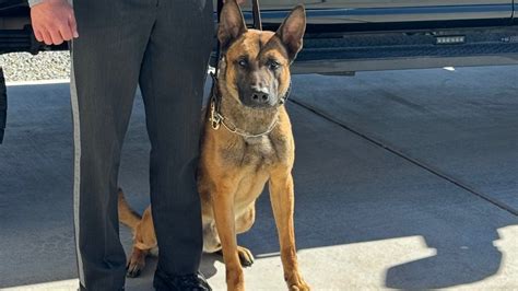 Nmsp Mourns Loss Of K 9 Officer Vector