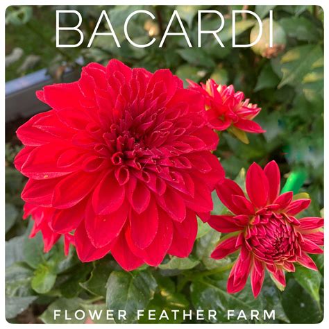 Bacardi Dahlia Tubers B12 At Flower Feather Farm Specialty Chicks And