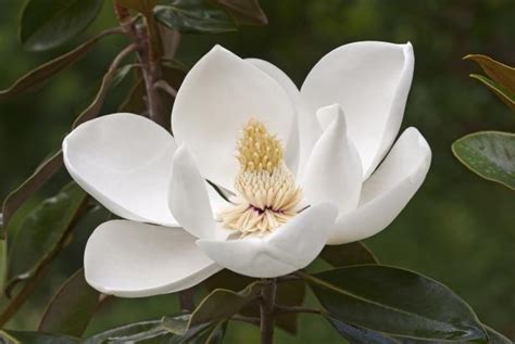 Magnolia Tree Care Tips HGTV
