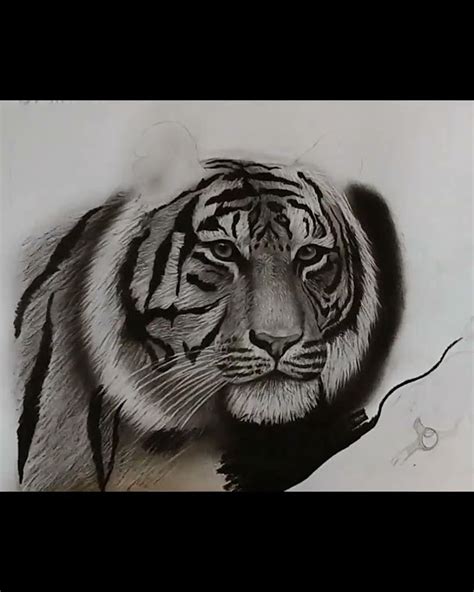 نقاشی ببر لطفاً سابسکرایب کنید 🙏😍 Art نقاشی Drawing Artist هنر