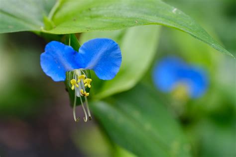露草 花以想の記