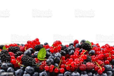 블랙 베리 라즈베리 블루 베리 레드 건포도와 민트 배경 흰색에 격리 공간을 복사합니다 0명에 대한 스톡 사진 및 기타 이미지 Istock