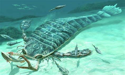 Sea Scorpion By Ja Chirinos Science Photo Library