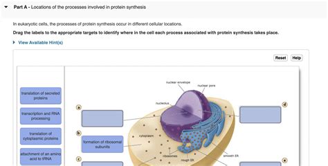 Solved Part A ﻿locations Of The Processes Involved In
