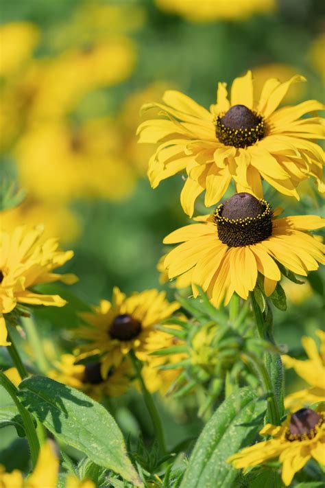 คลังภาพถ่ายฟรีของ กลางแจ้ง กลีบดอก การถ่ายภาพ การเจริญเติบโต กำลังบาน ความงามของธรรมชาติ