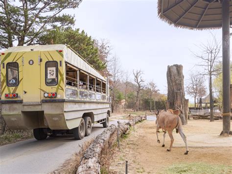 에버랜드 사파리 스페셜투어 예약 로스트밸리 후기 네이버 블로그