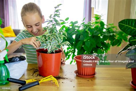 아이 냄비에 Ficus 식물을 심고 미소 짓는 정원사 소녀 가정 원예 실내 식물에 대한 사랑 국내 식물의 심기 선택적 초점 10 11세에 대한 스톡 사진 및 기타 이미지