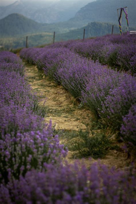 Copy Space 꽃 라벤더 바탕화면 수직 쐈어 식물 야생화 여름 흰색 배경에 관한 무료 스톡 사진