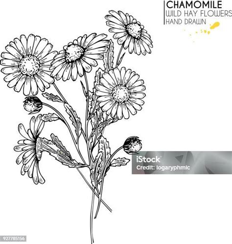 손으로 그려 야생 건초 꽃 카모마일 또는 데이지 꽃 빈티지 아트를 새겨져 있다 식물 그림입니다 화장품 약 치료 아로마 테라피 간호 패키지 디자인에 대 한 좋은 필드 꽃다발