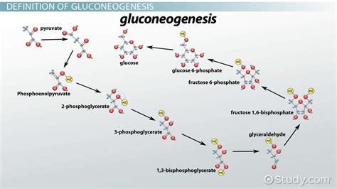 Diagrama De Gluconeogénesis Quizlet