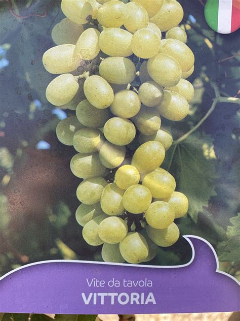 Uva Vittoria Vivaio Roma Garden