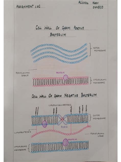 Microbiology Assignment44833 Pdf