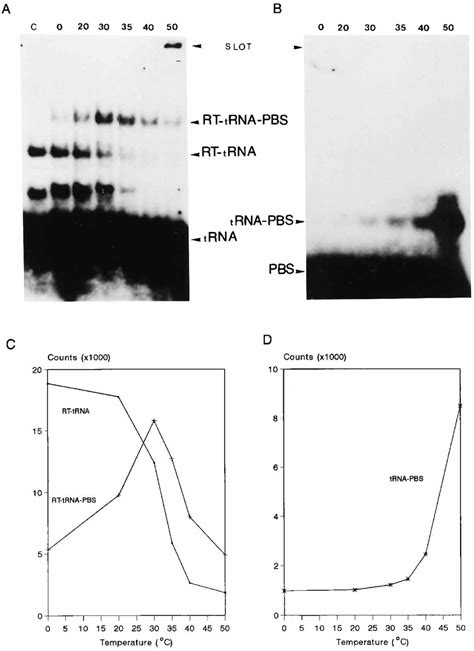 Rt Protein Facilitates Binding Of The Template Pbs Oligonucleotide To Download Scientific