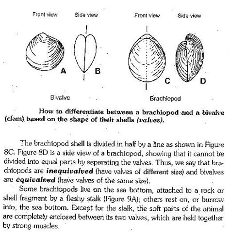 Brachiopod If So What Species Fossil Id The Fossil Forum