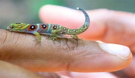 Tiny Gecko Massive Population Growth Twib News