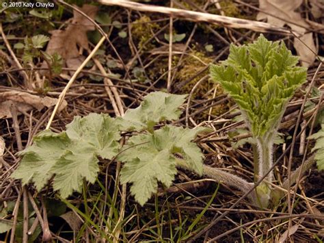 Cow Parsnip Cornell Weed Identification