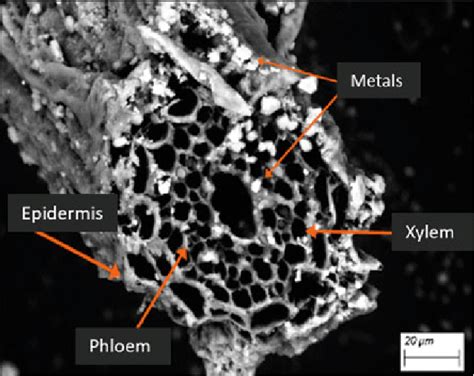 Root Sampling 4 In Sem At 1500x Crosssection Of L Perenne