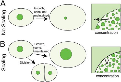 Phase Transitions And Size Scaling A Growth Of A Cell Without The