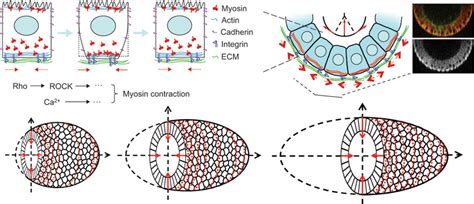Model Of Tissue Elongation Controlled By Basal Actomyosin Contraction A Download Scientific