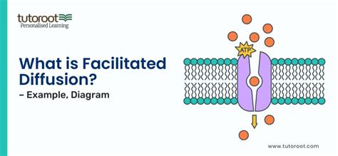 What Is Facilitated Diffusion Example Diagram