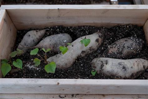 How To Grow Sweet Potatoes From Seed A Complete Guide For Beginners
