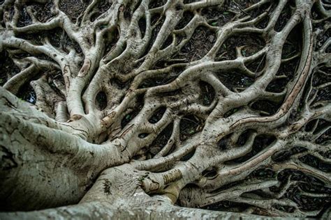 Dimerization Definition And Examples Biology Online Dictionary